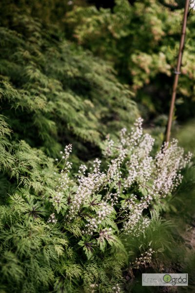 Tiarella sercolistna ‚Timbuktu’ (Tiarella) – KrzewOgród