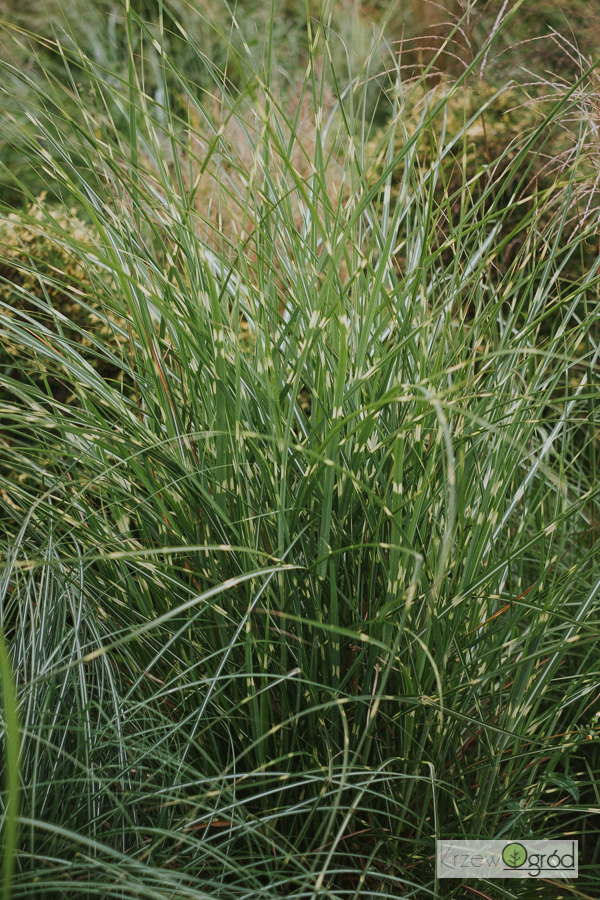 miscanthus strictus dwarf